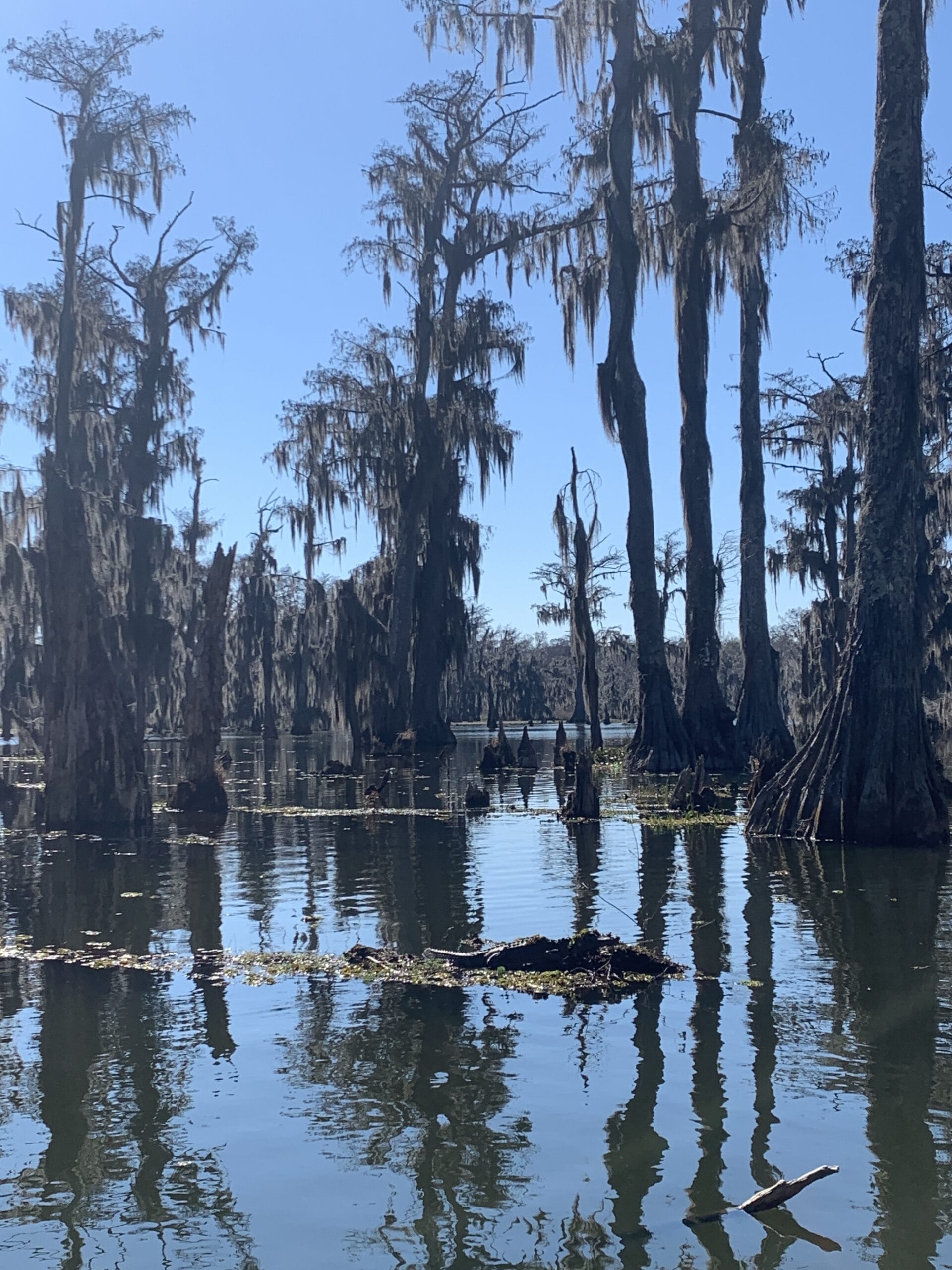 12 Fun Facts about Swamps That Will Amaze You - The Simple Bliss