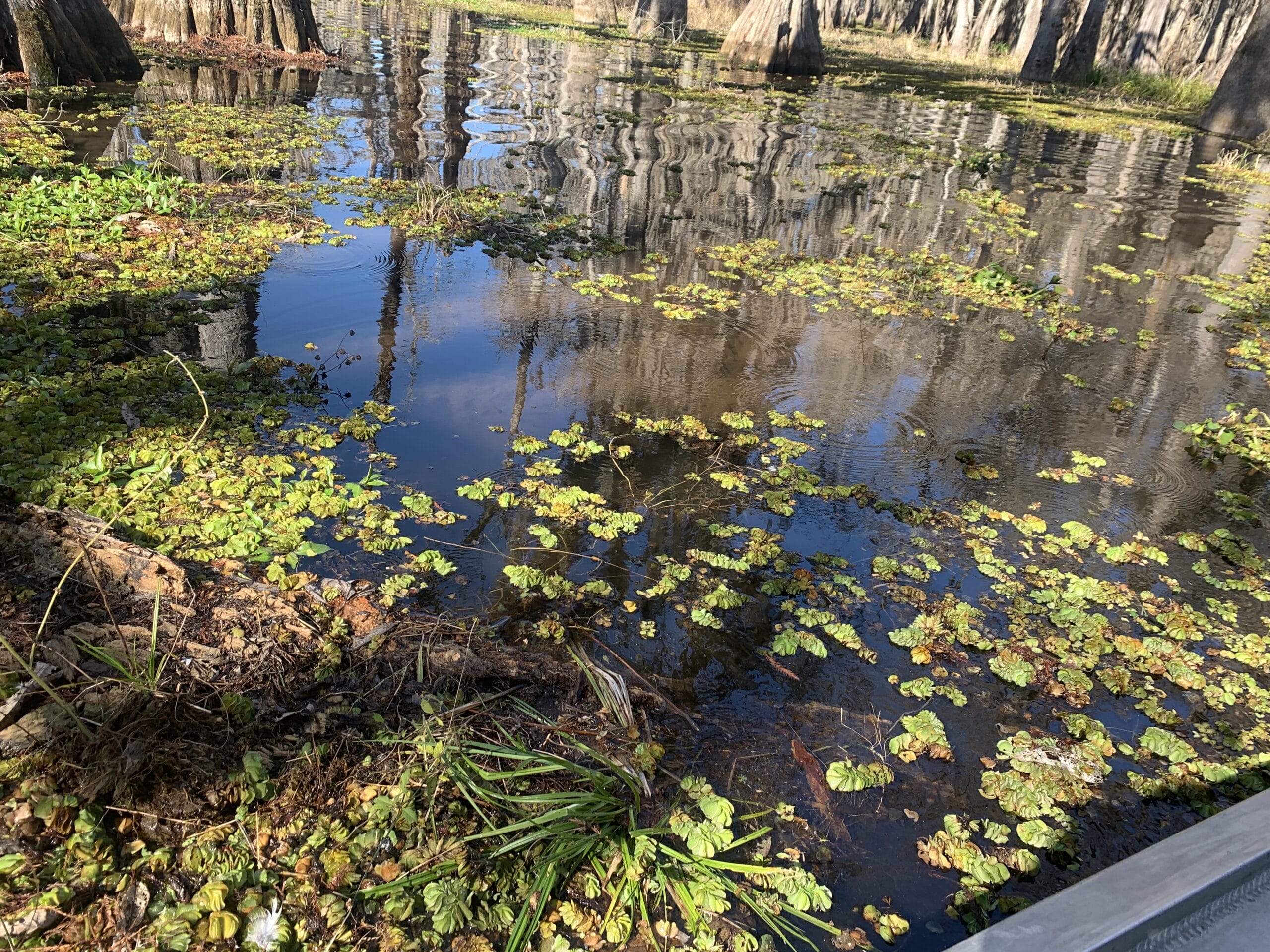 12 Fun Facts about Swamps That Will Amaze You - The Simple Bliss