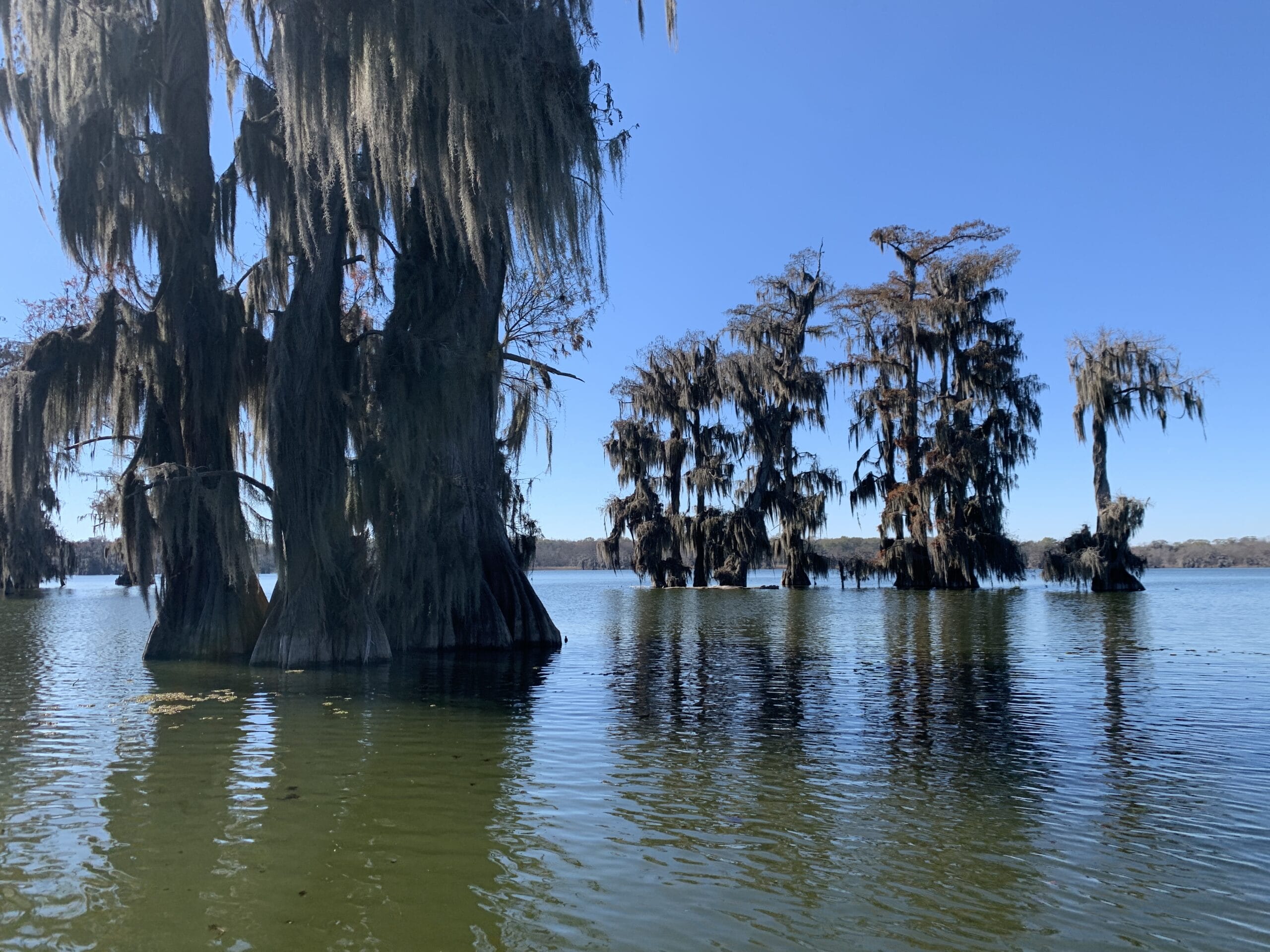 12 Fun Facts about Swamps That Will Amaze You - The Simple Bliss