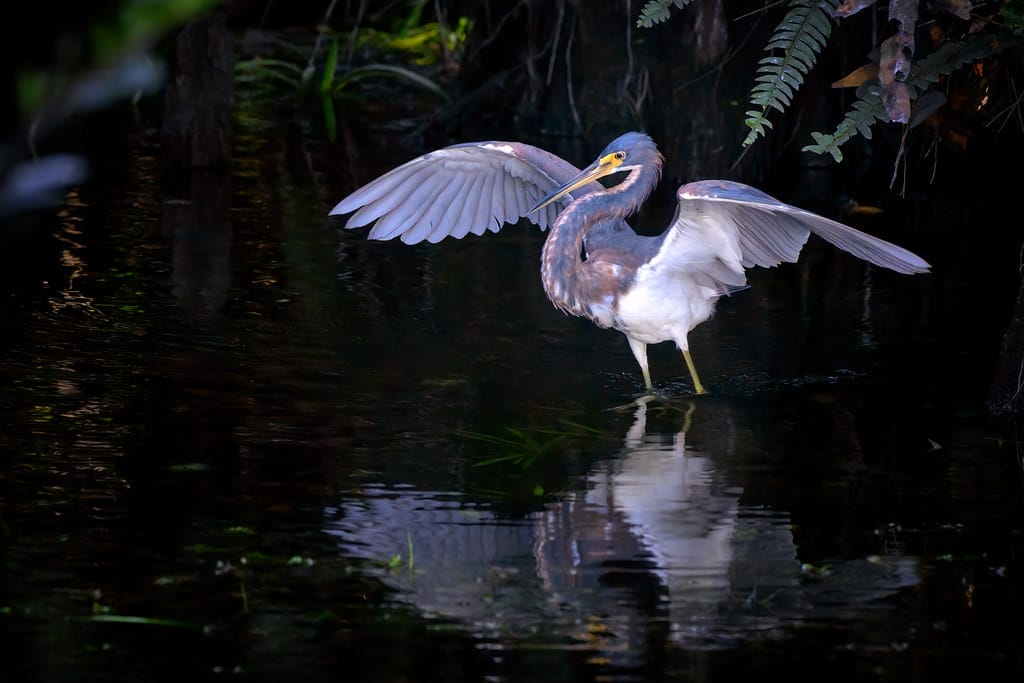 16 Must-See Natural Wonders in Florida - The Simple Bliss
