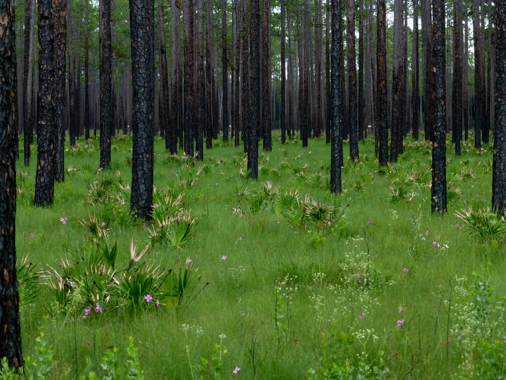 16 Must-See Natural Wonders in Florida - The Simple Bliss